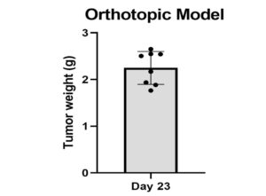 CT26 Mouse Model | Ichor Life Sciences