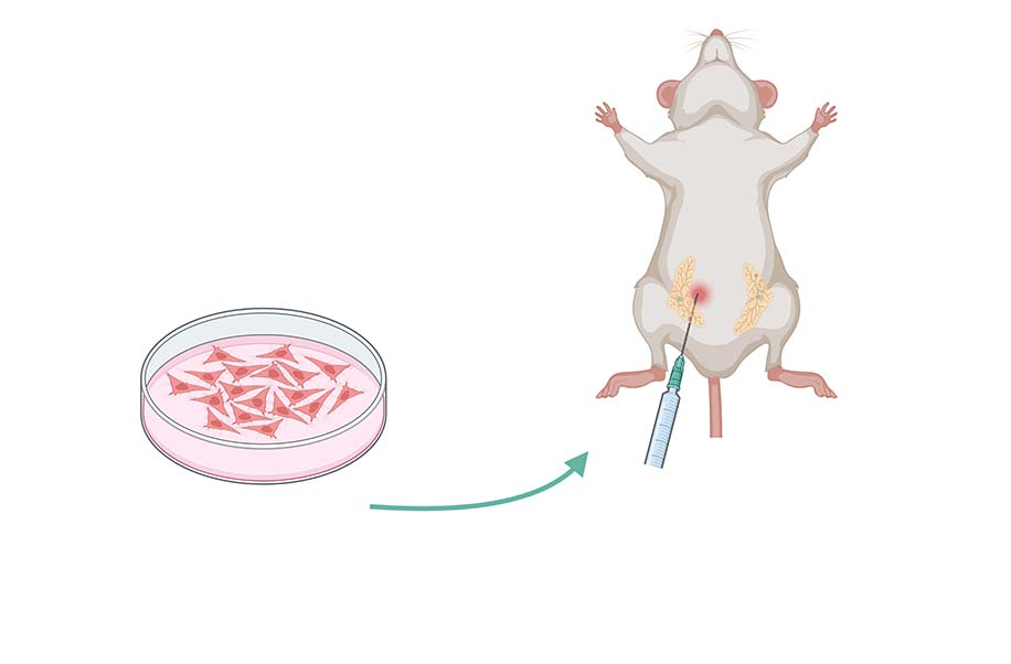 Orthotopic Mouse Models | Ichor Life Sciences