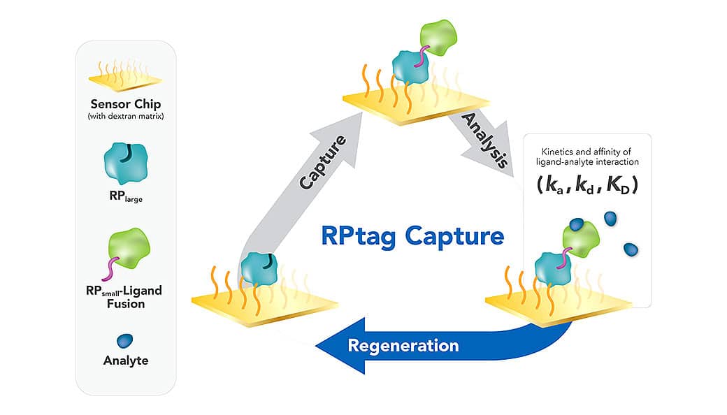 Biophysical Assays | Ichor Life Sciences