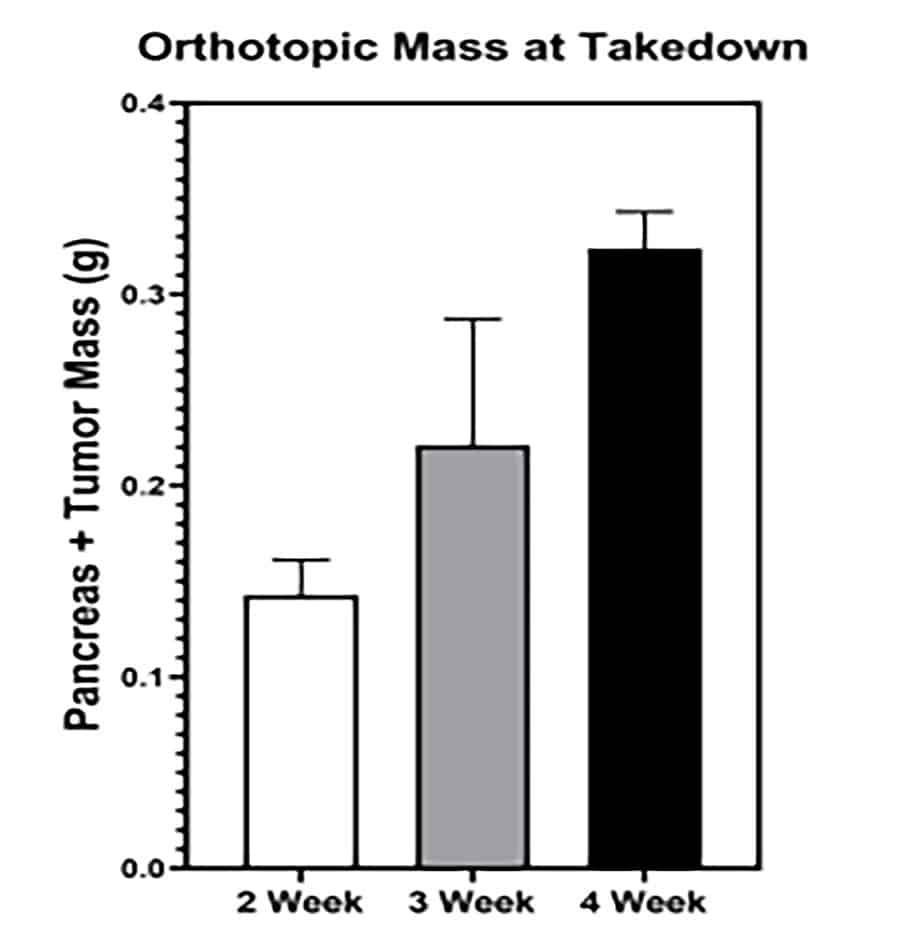 PDAC Mouse Model | Ichor Life Sciences