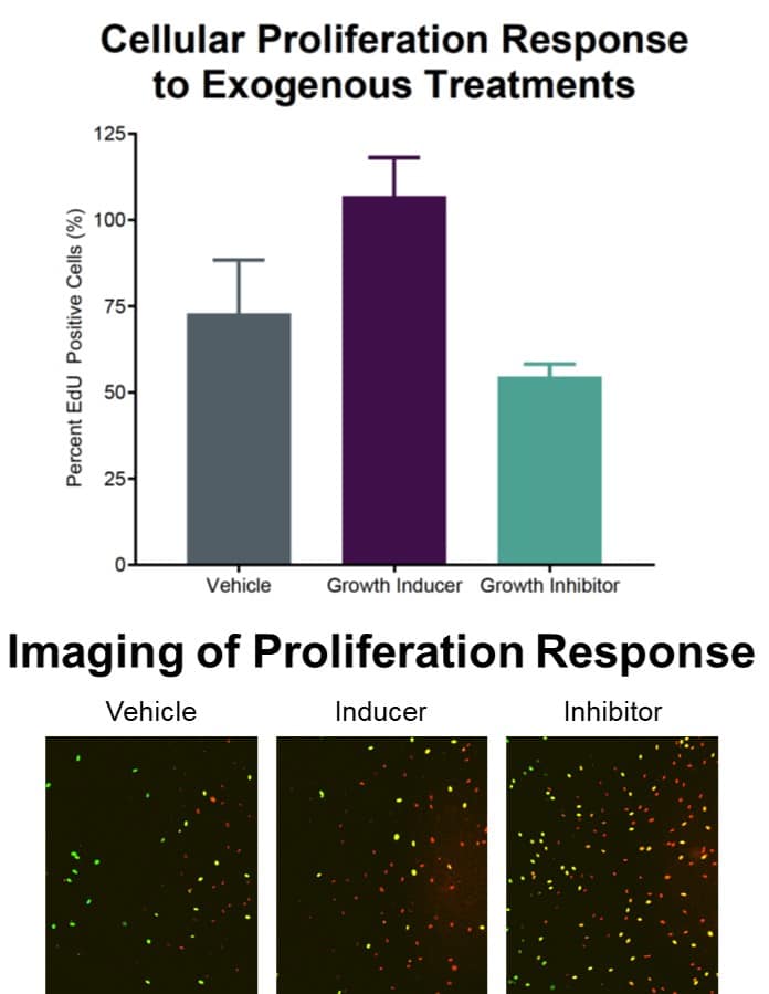 Cell Viability Assays | Ichor Life Sciences