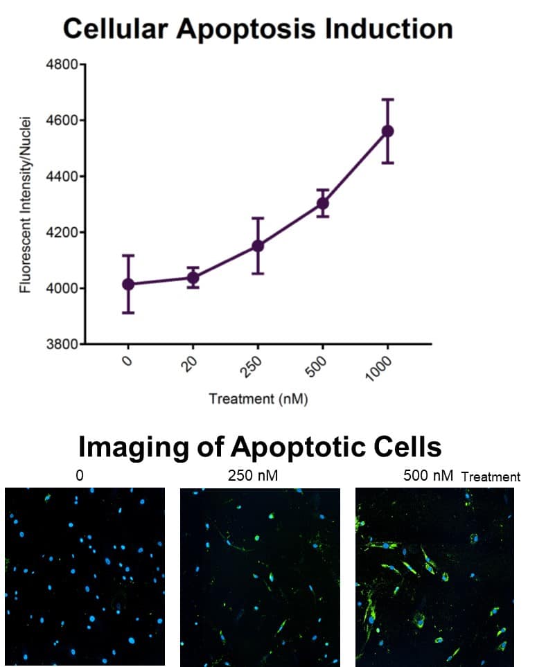 Cell Viability Assays | Ichor Life Sciences