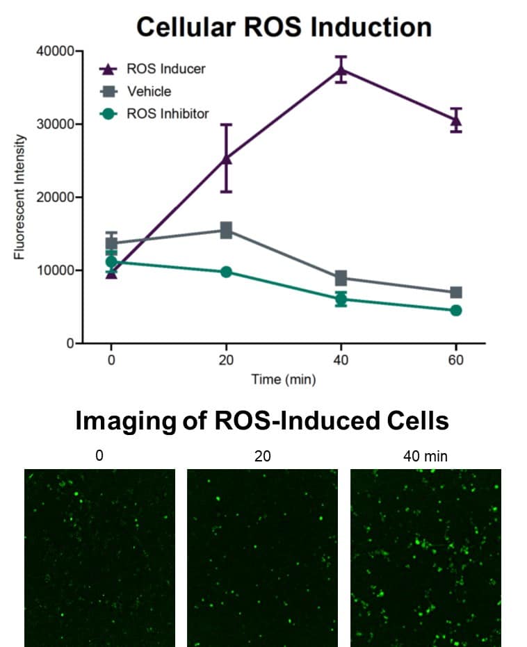 Cell Viability Assays | Ichor Life Sciences