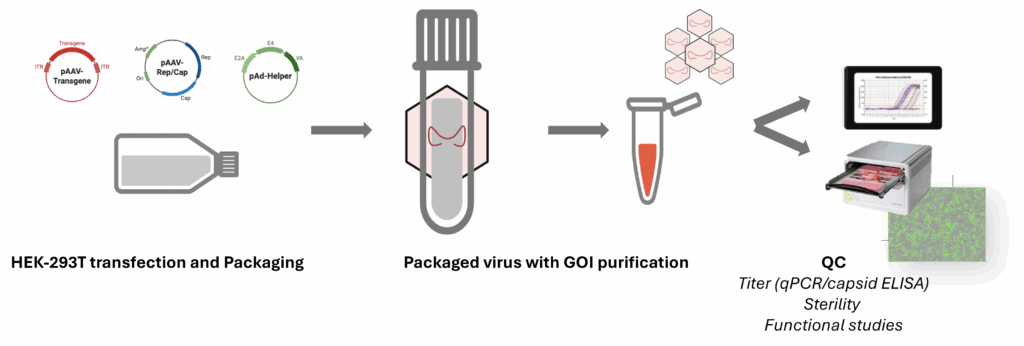 Adeno-Associated Virus (AAV) | Ichor Life Sciences