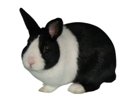 Dutch Belted vs. New Zealand White Rabbits | Ichor Life Sciences