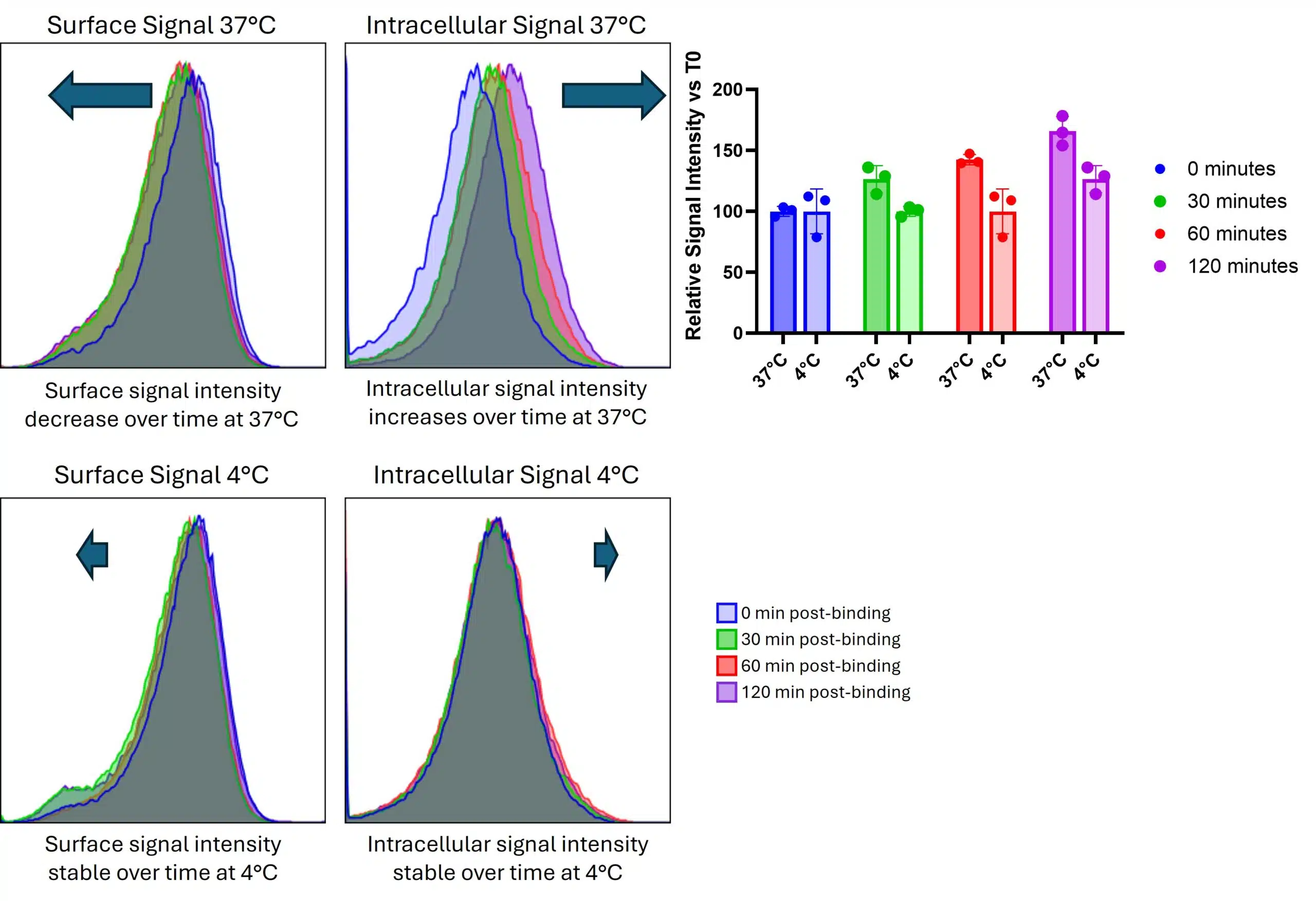 Quantitative Receptor Internalization | Ichor Life Sciences